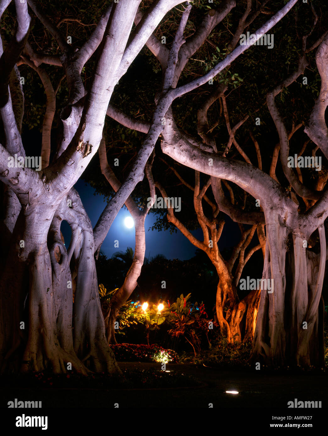 Torch trees hi-res stock photography and images - Alamy