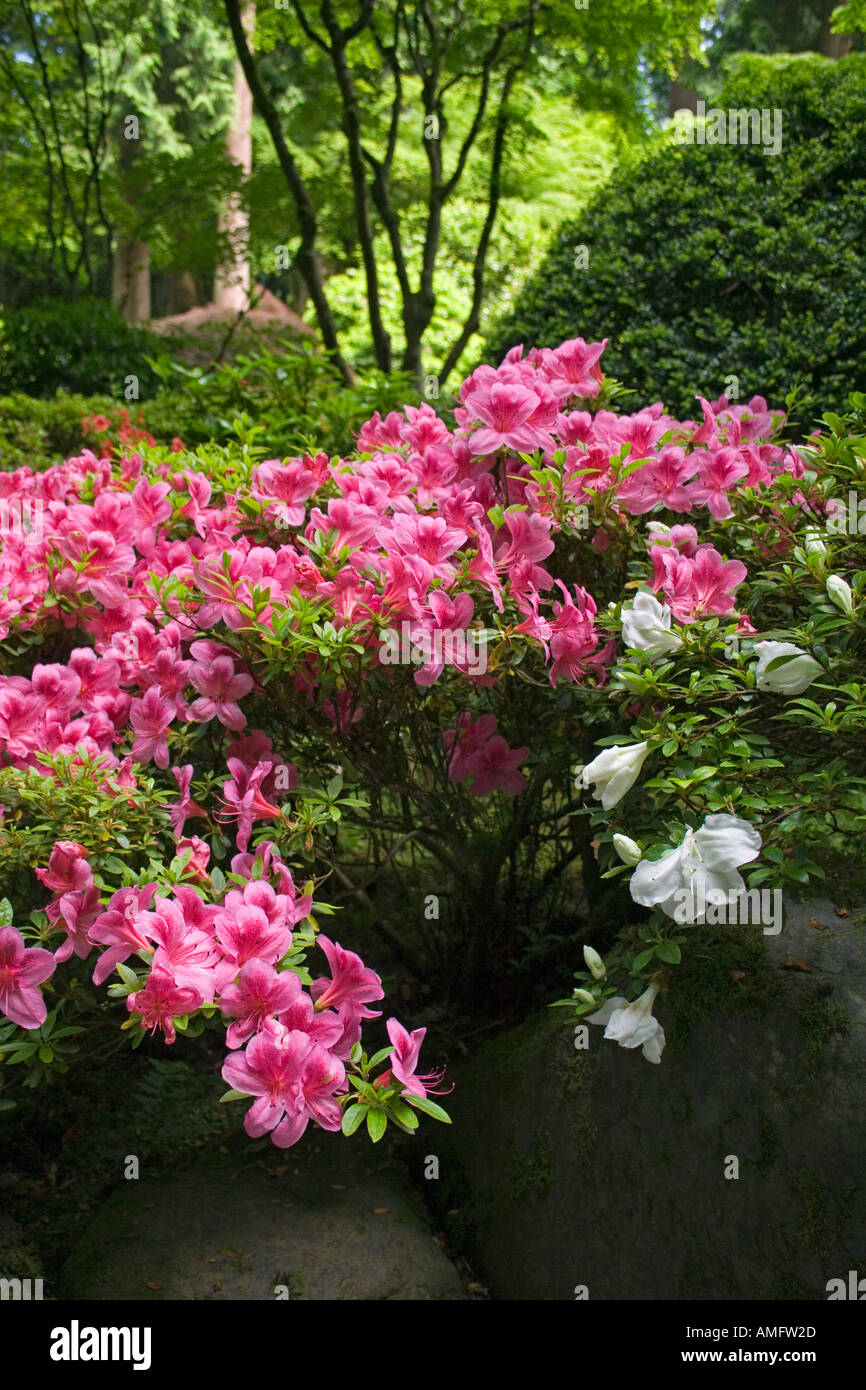 Red azaleas bloom at the Portland Japanese garden considered the most ...