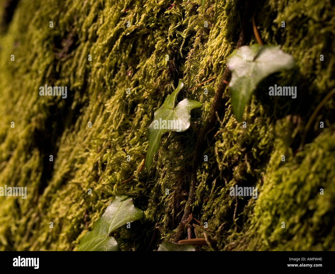 Green ivy growing with moss on a tree Stock Photo - Alamy