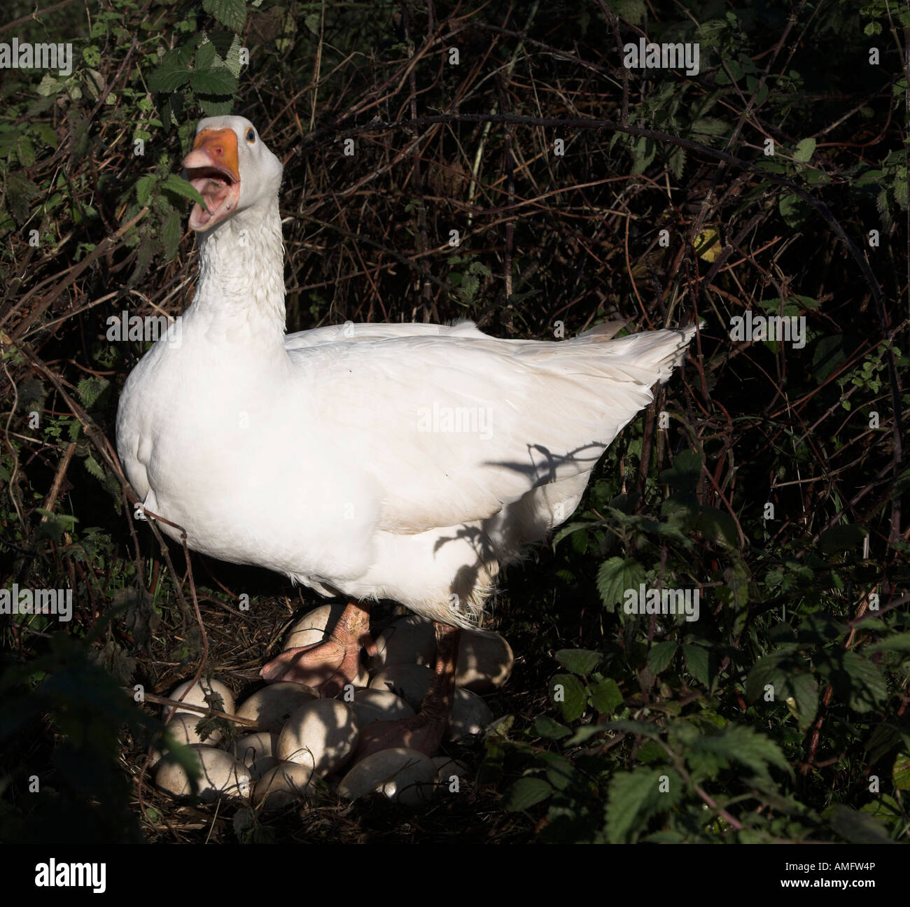 Aggressive behaviour hi-res stock photography and images - Alamy