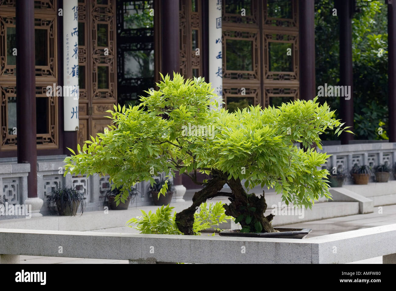 Bonsai Jasmine Main Pavilion at the Portland Classical Chinese Garden a ...