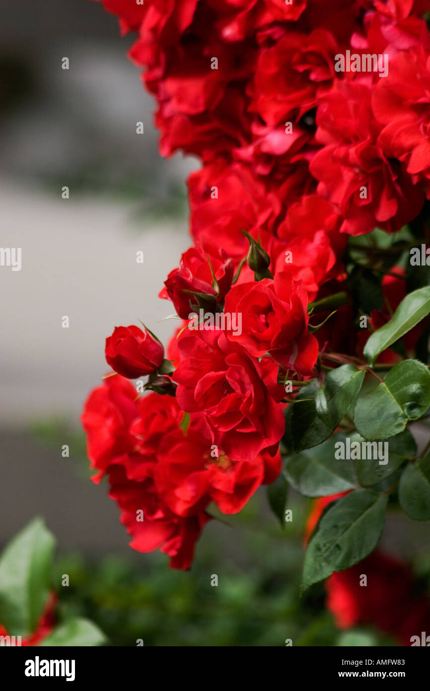 Red roses in bloom at the Portland Classical Chinese Garden a Ming ...