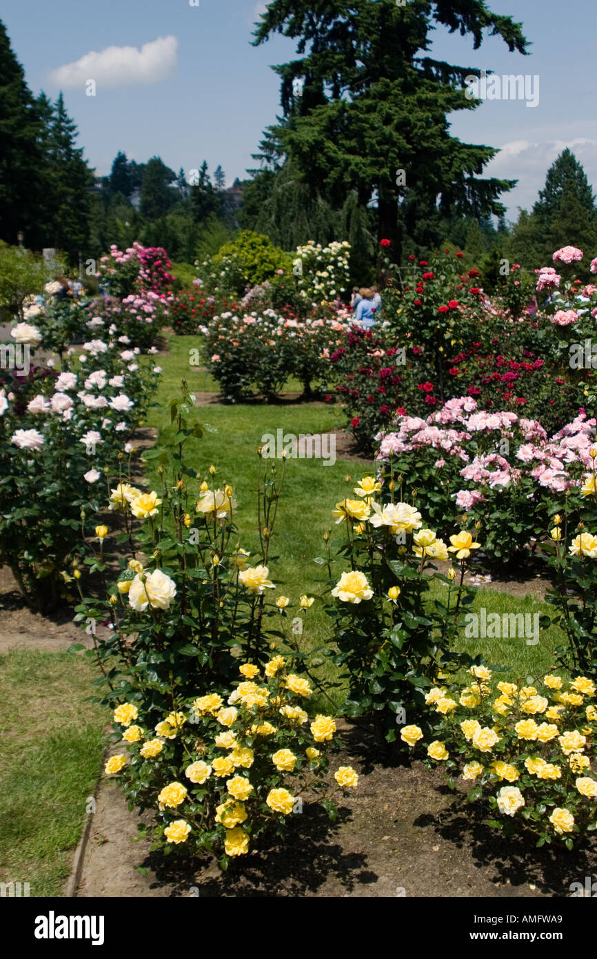 The Portland Rose Garden also known as the INTERNATIONAL ROSE TEST ...