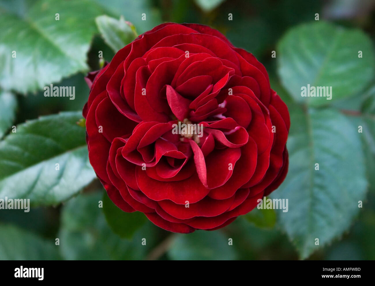 A lava glow rose blooms at the Portland Rose Garden INTERNATIONAL ROSE ...
