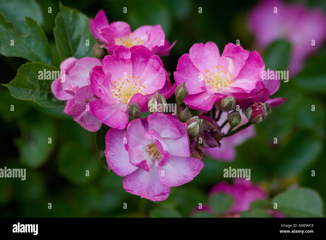 A pink English rose blooms at the Portland Rose Garden INTERNATIONAL ...