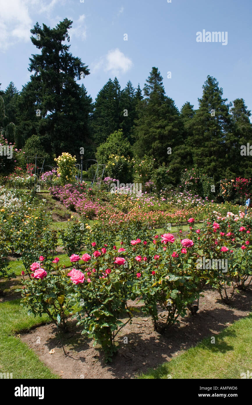 The Portland Rose Garden also known as the INTERNATIONAL ROSE TEST ...