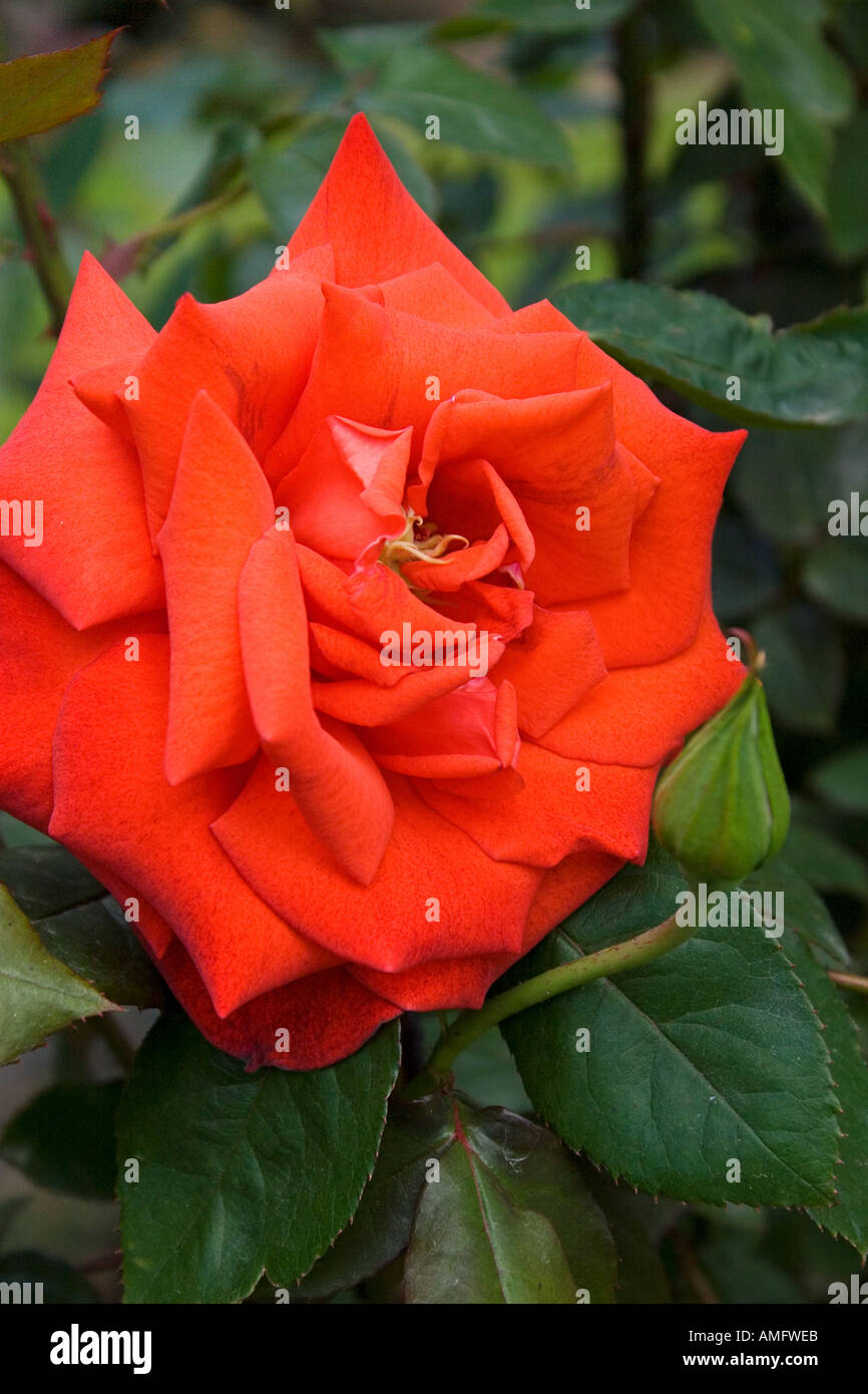 Close up of red rose in the Portland Rose Garden INTERNATIONAL ROSE ...