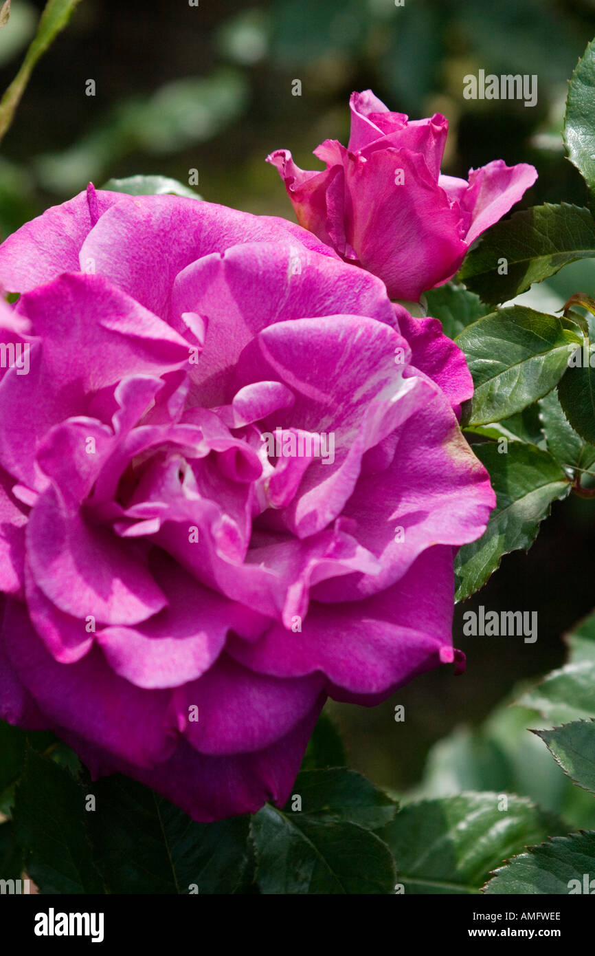 Close up of a purple rose in the Portland Rose Garden INTERNATIONAL ...