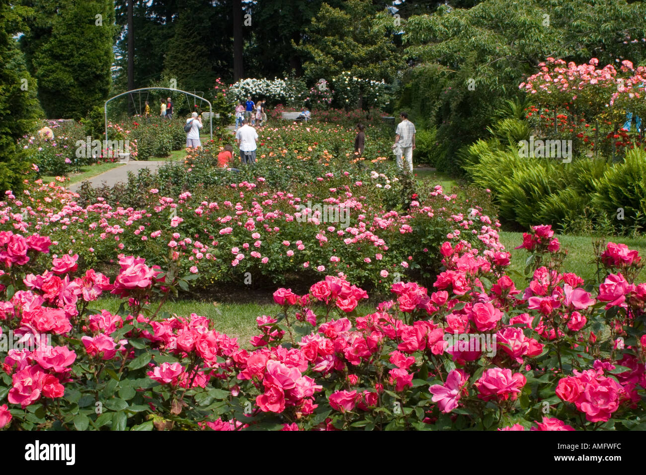 Many tourists visit the Portland Rose Garden INTERNATIONAL ROSE TEST ...