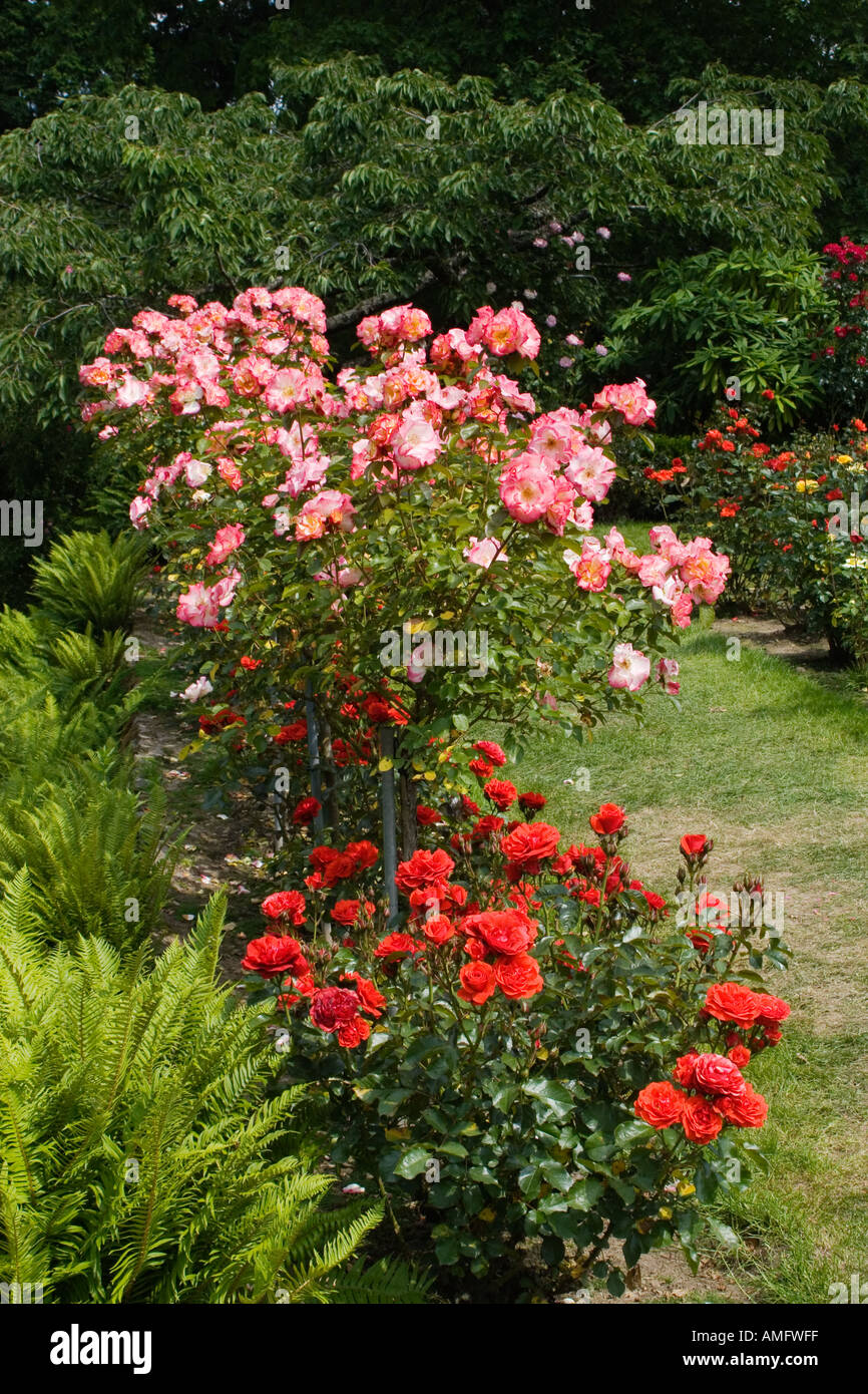 The Portland Rose Garden also known as the INTERNATIONAL ROSE TEST ...