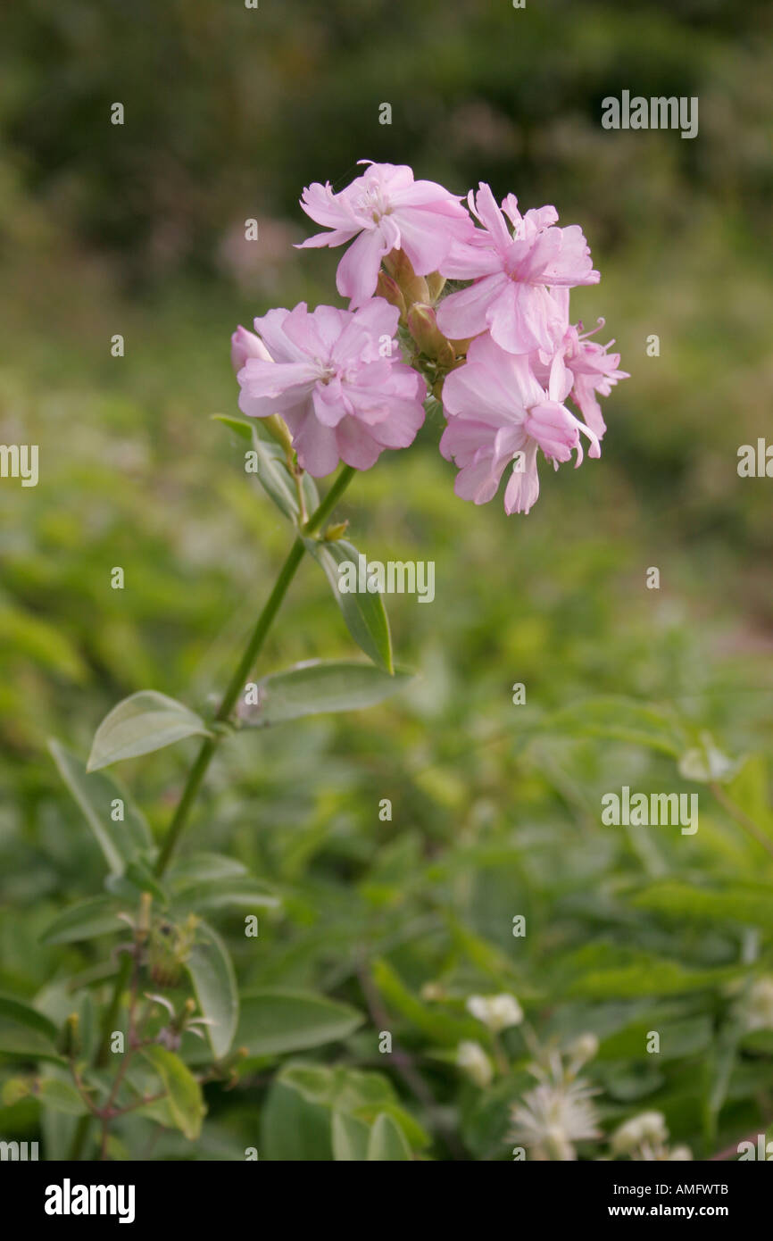 SOAPWORT Saponaria officinalis Stock Photo - Alamy
