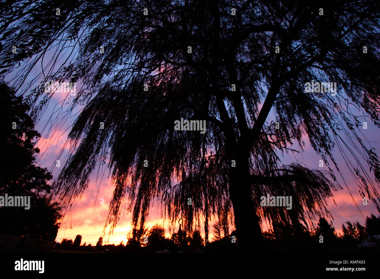 Under the willow tree hi-res stock photography and images - Alamy