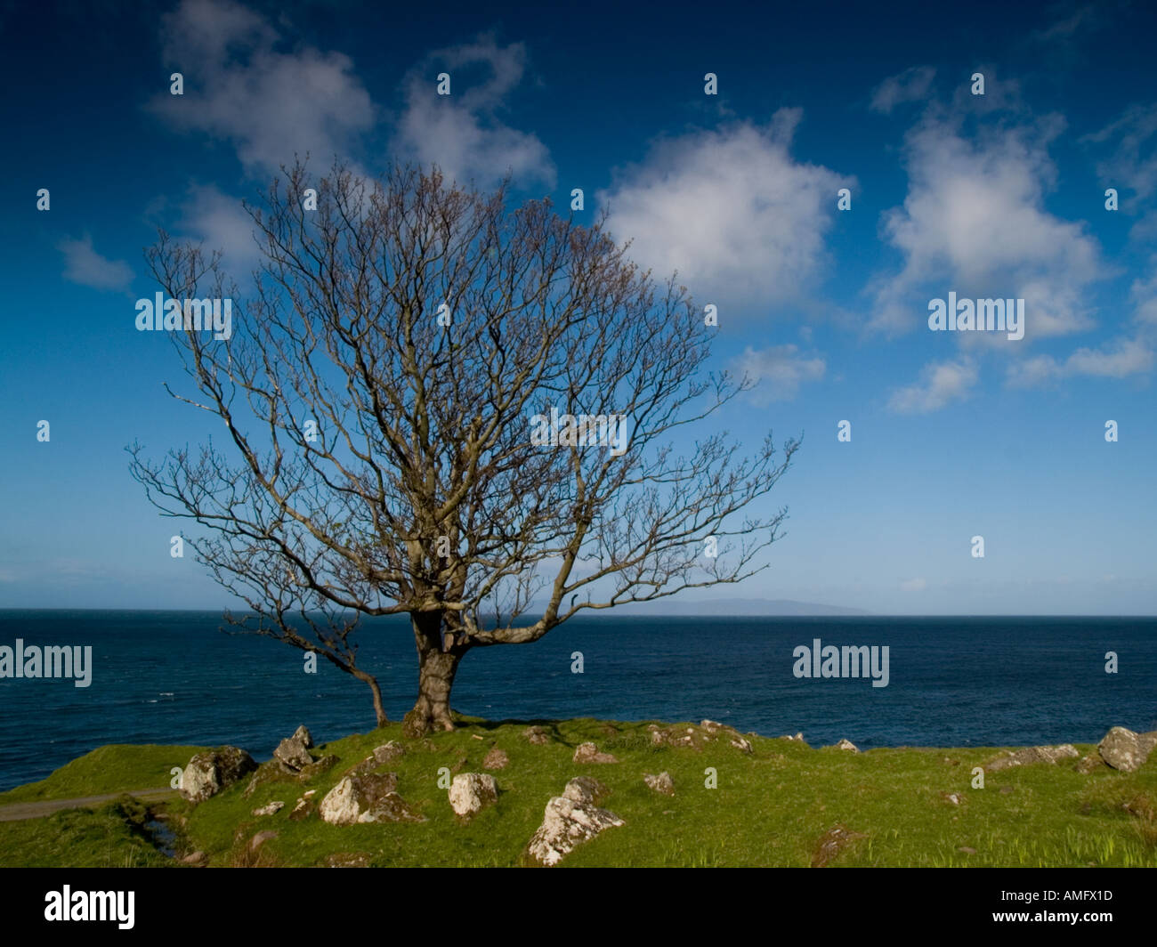An solitary tree stands ominously before the ocean Stock Photo - Alamy