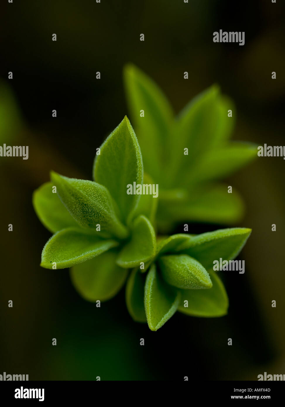 a pretty bud poses for the camera Stock Photo - Alamy