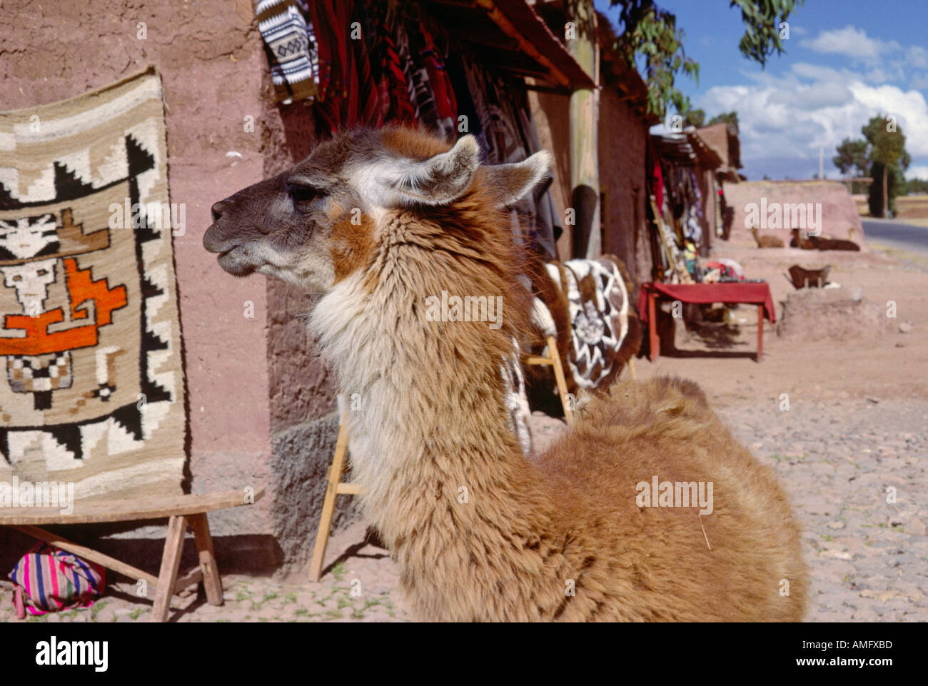 Llama peruana hi-res stock photography and images - Alamy