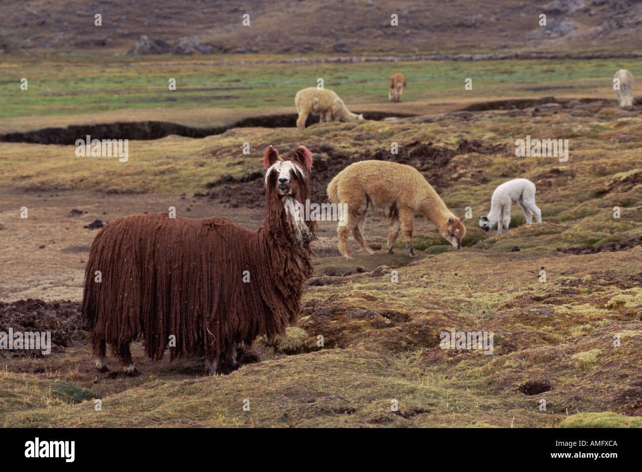 A special type of long haired LLAMA AUZANGATE TREK PERU Stock Photo - Alamy