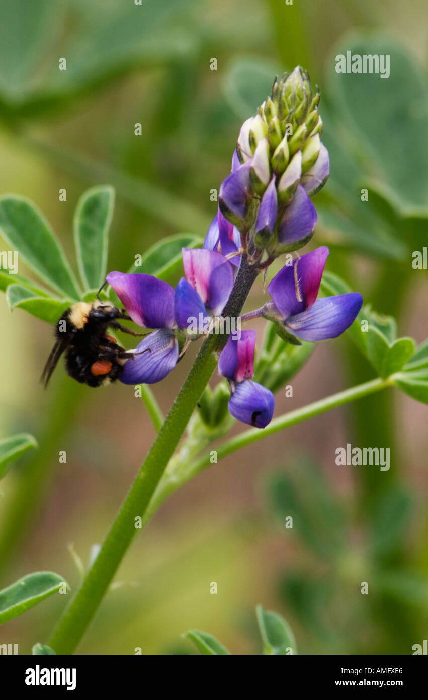A bumble bee gathers pollen from a bush lupine flower Lupinus albifrons ...