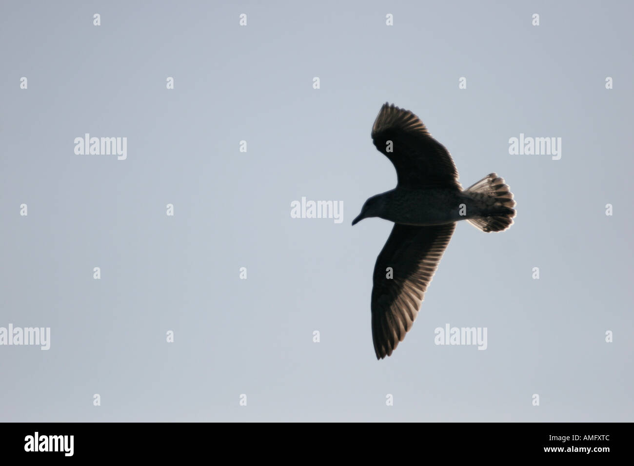 BACKLIT SHOT OF A GULL IN FLIGHT Stock Photo - Alamy