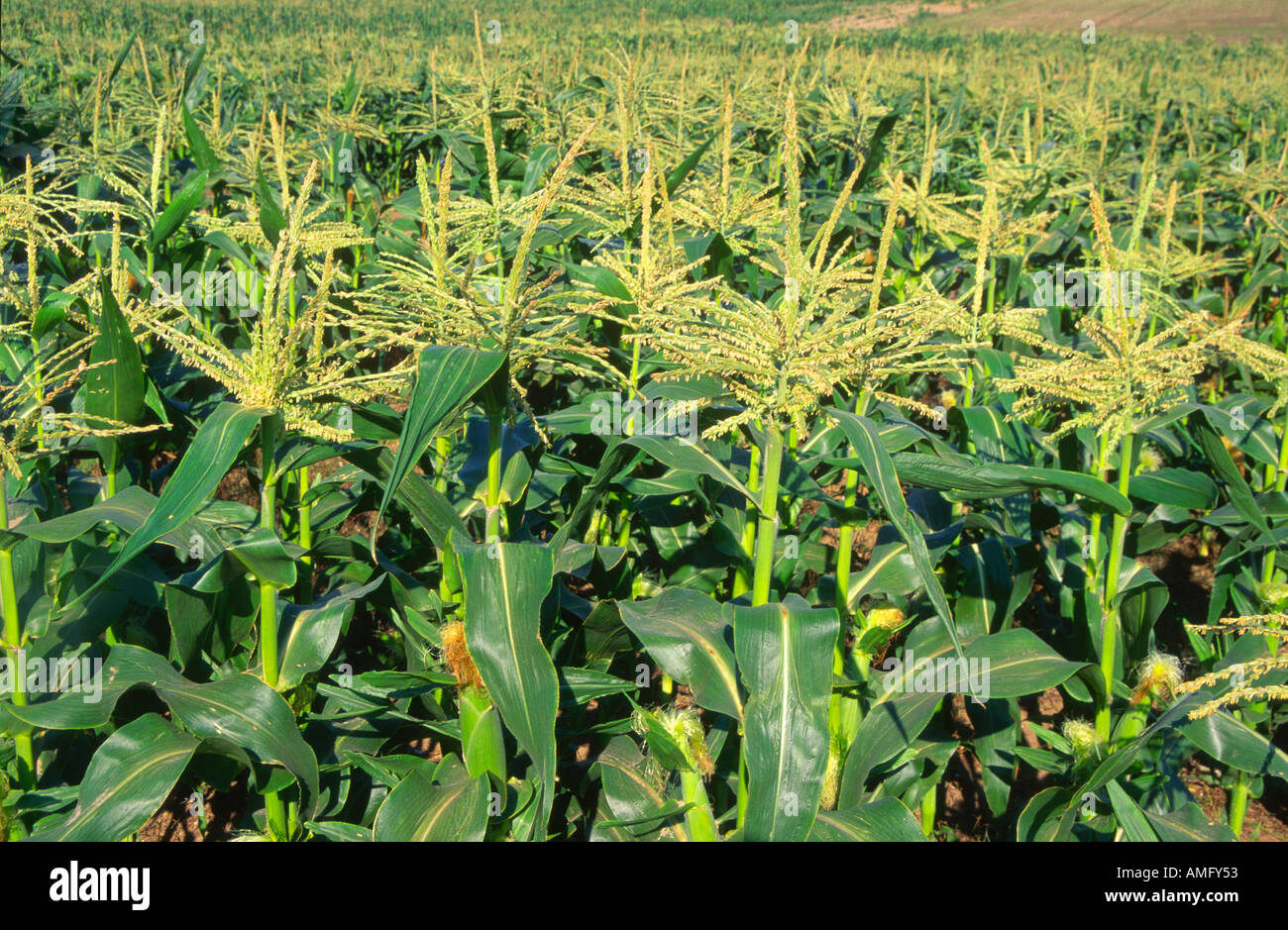 Close up of sweet corn maize plant Stock Photo - Alamy