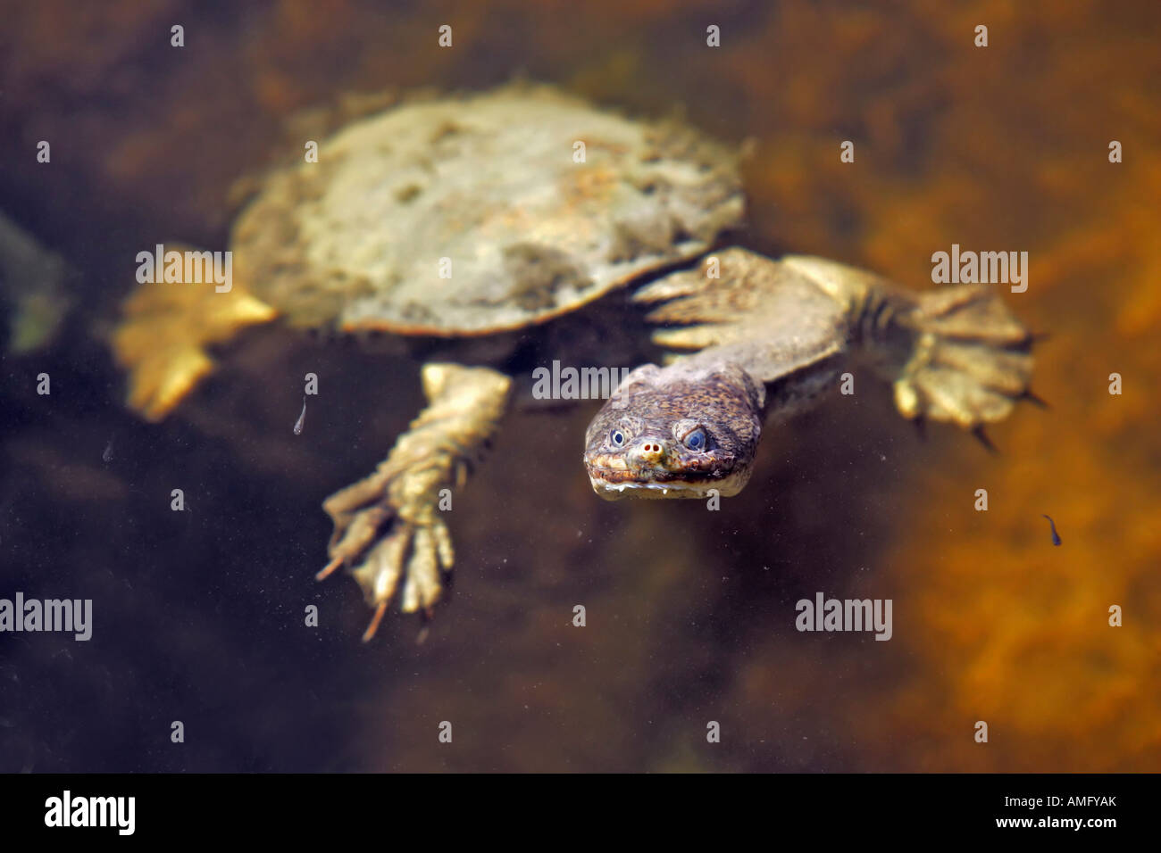 An Oblong Turtle (chelodina oblonga) in water at Perry Lakes Reserve ...