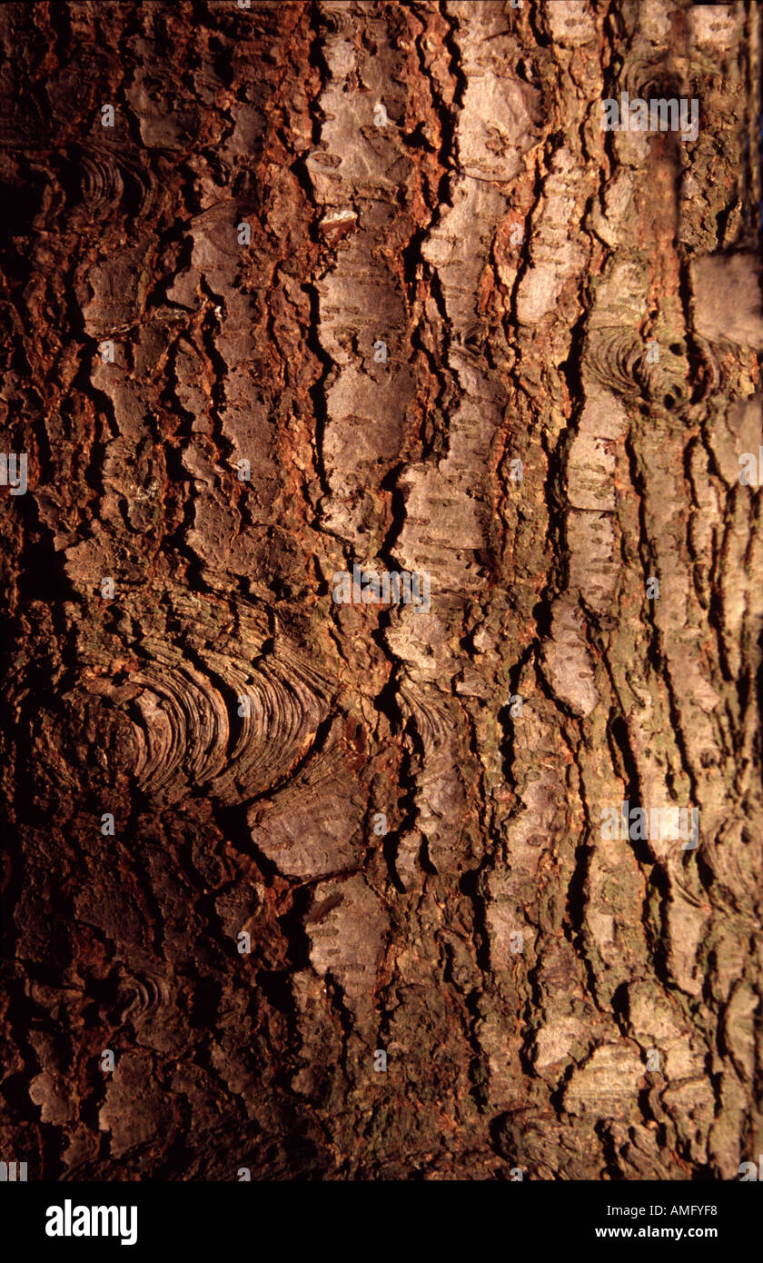 Coniferous tree bark Stock Photo - Alamy