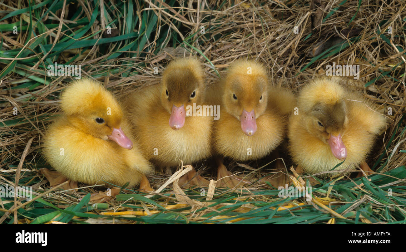 Ducklings in a line hi-res stock photography and images - Alamy