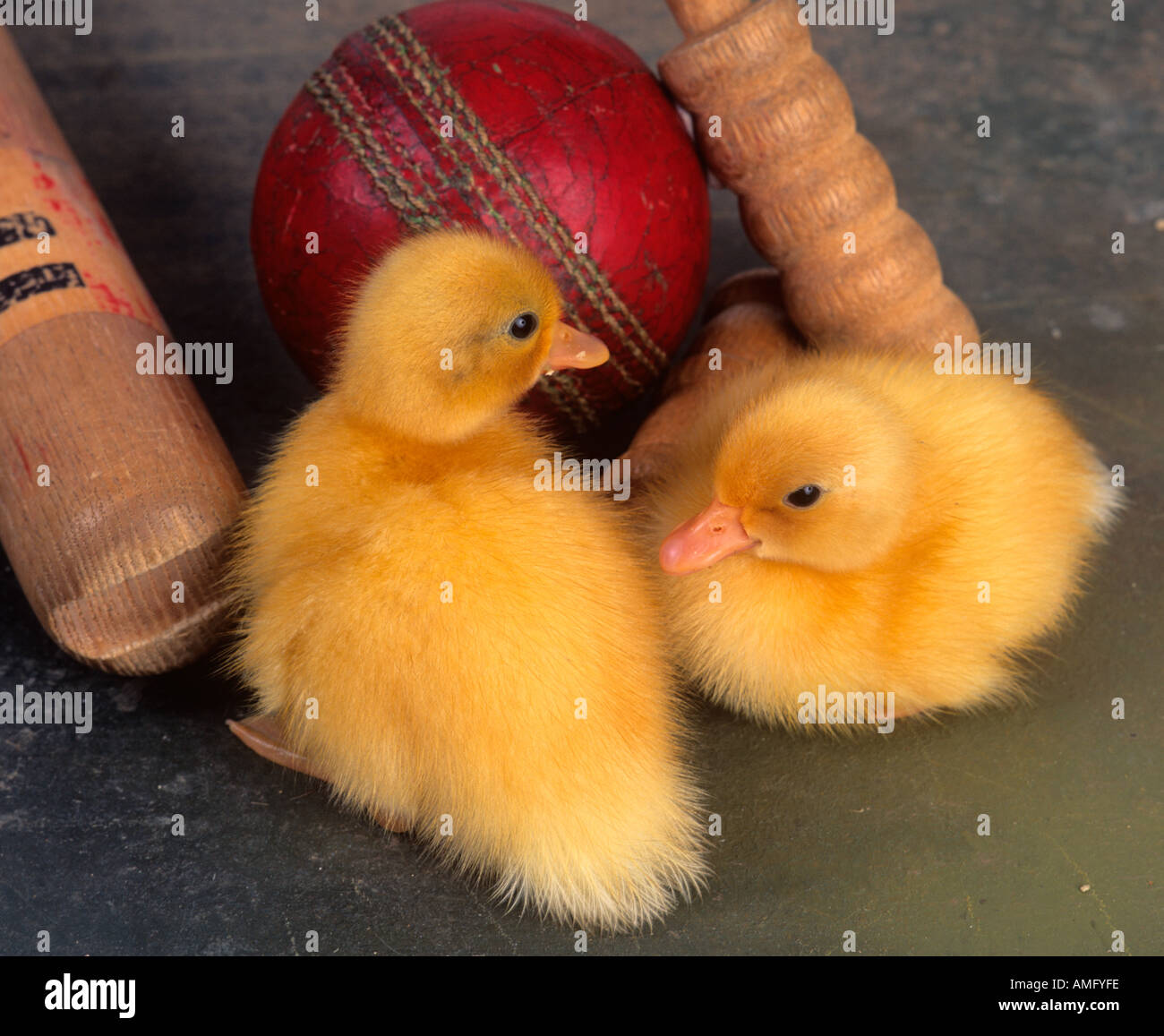 Cricket duck hi-res stock photography and images - Alamy