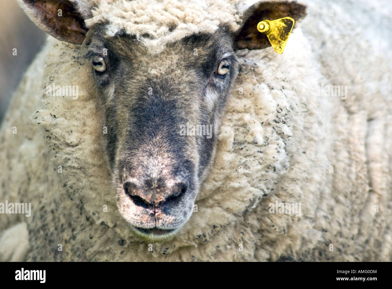 Adult sheep hi-res stock photography and images - Alamy