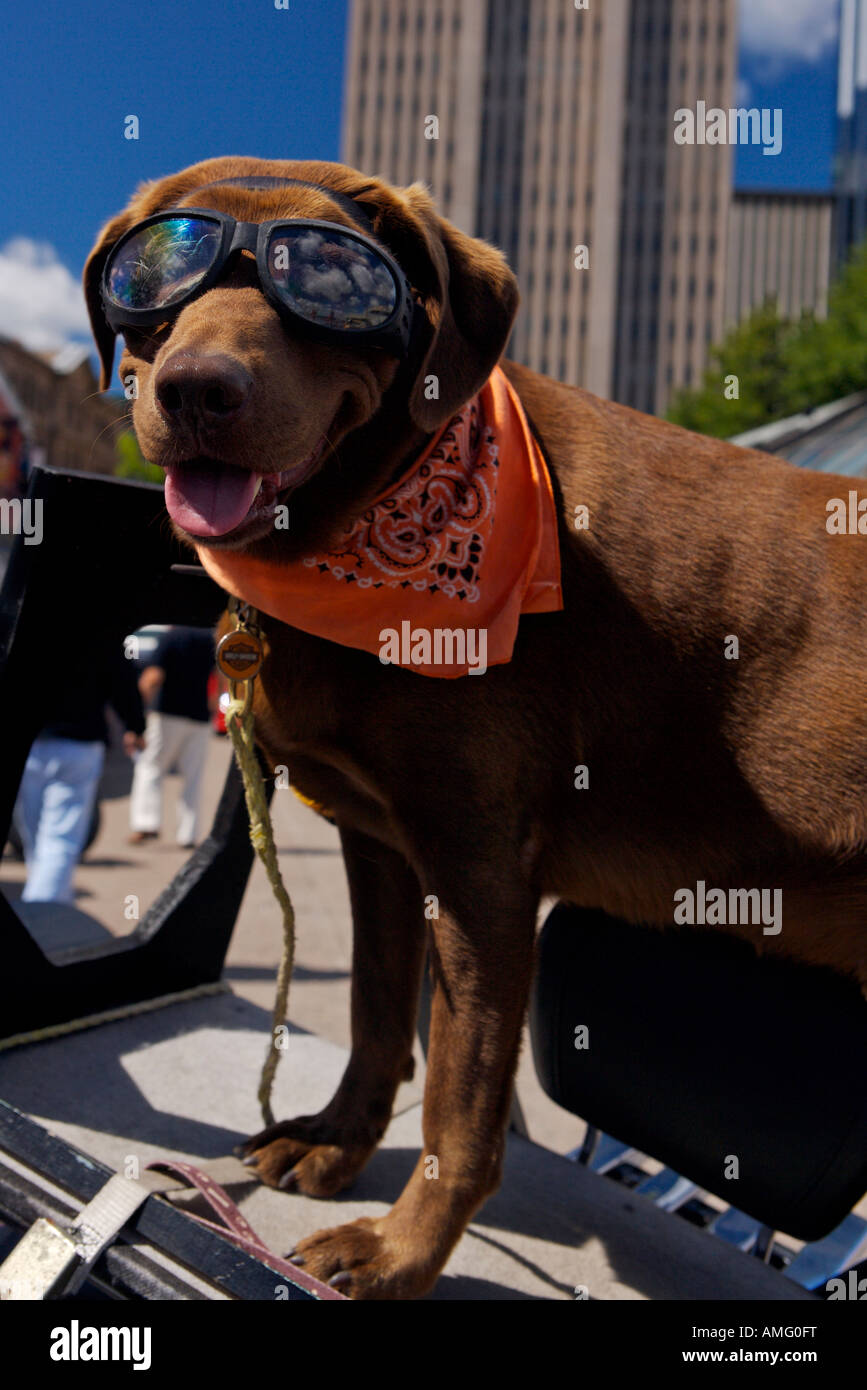 Max lab hi-res stock photography and images - Alamy