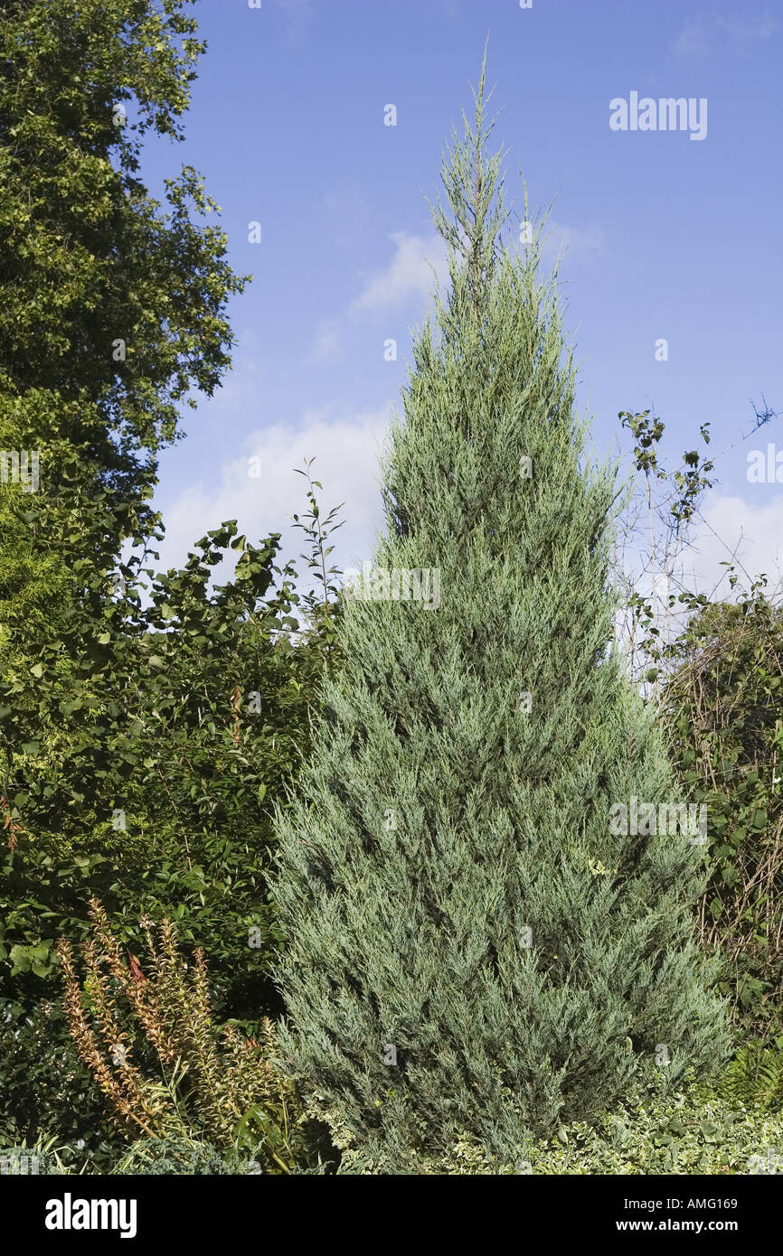 Outdoor day vertical color colour image photography plantation hi-res ...
