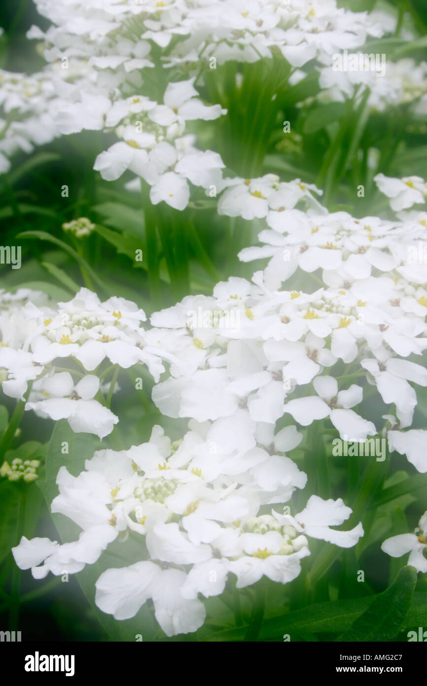 Candytuft iberis amara white pinnacle hi-res stock photography and ...