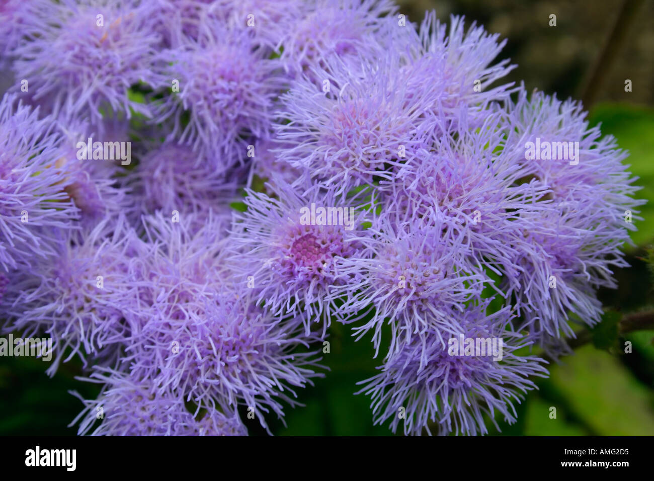 Flowers of annual summer flowering garden plant Ageratum houstonianum ...
