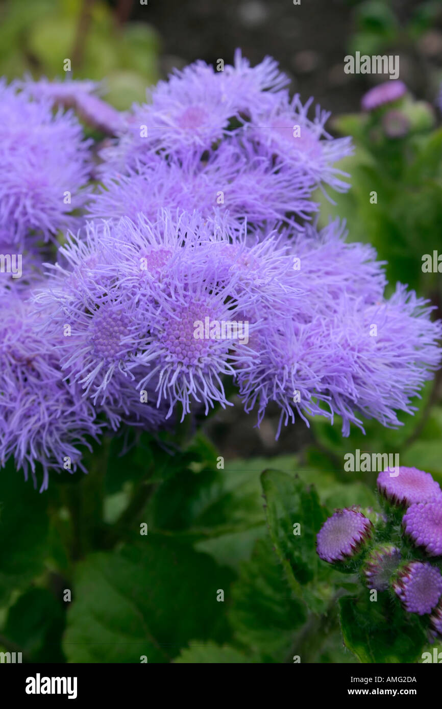 Flowers of annual summer flowering garden plant Ageratum houstonianum ...