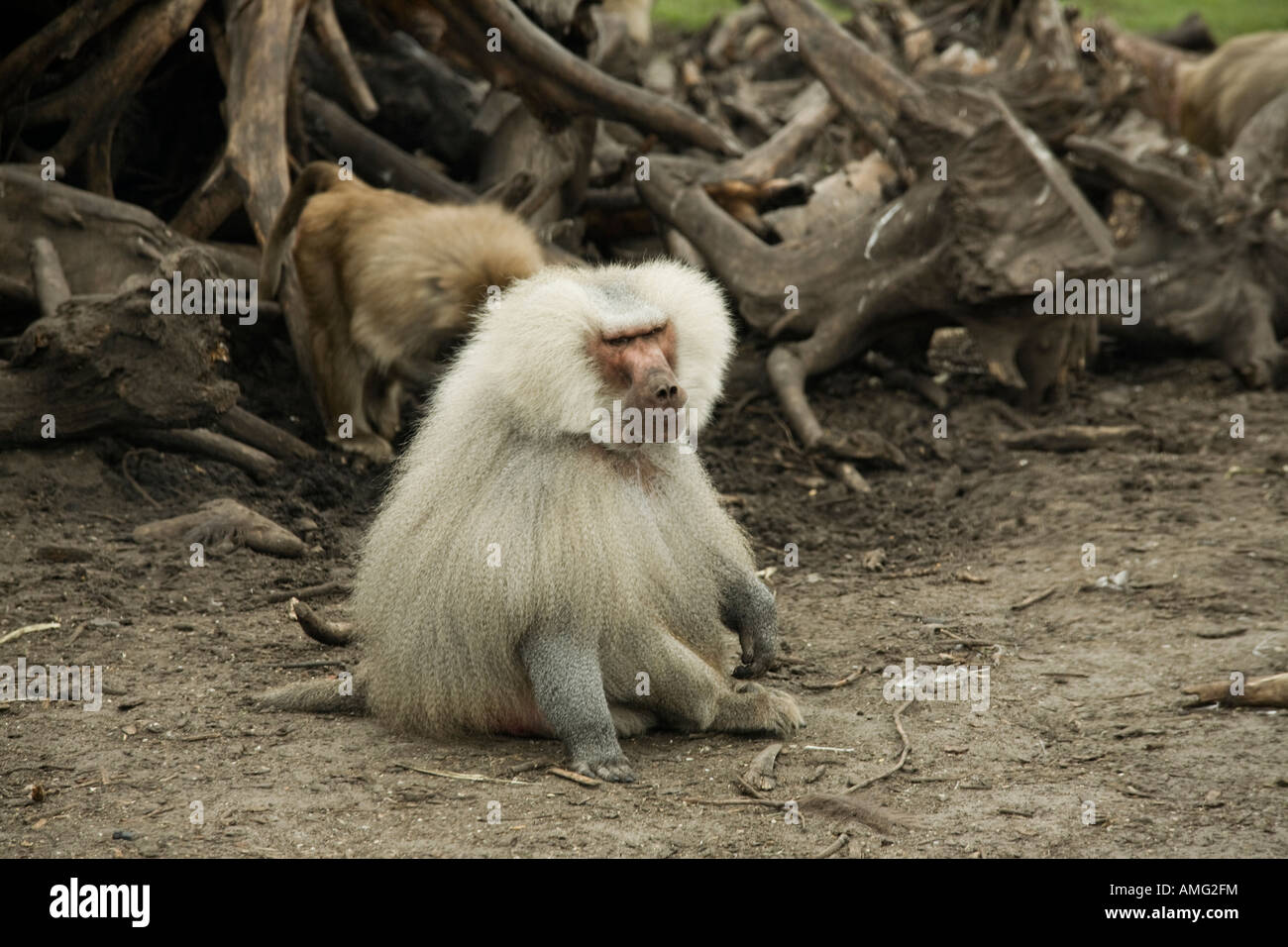 Serengeti park hodenhagen hi-res stock photography and images - Alamy
