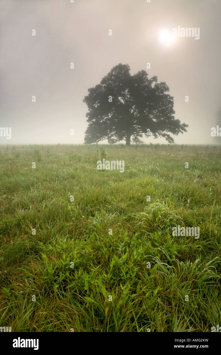 Oak tree in meadow on a foggy morning Stock Photo - Alamy