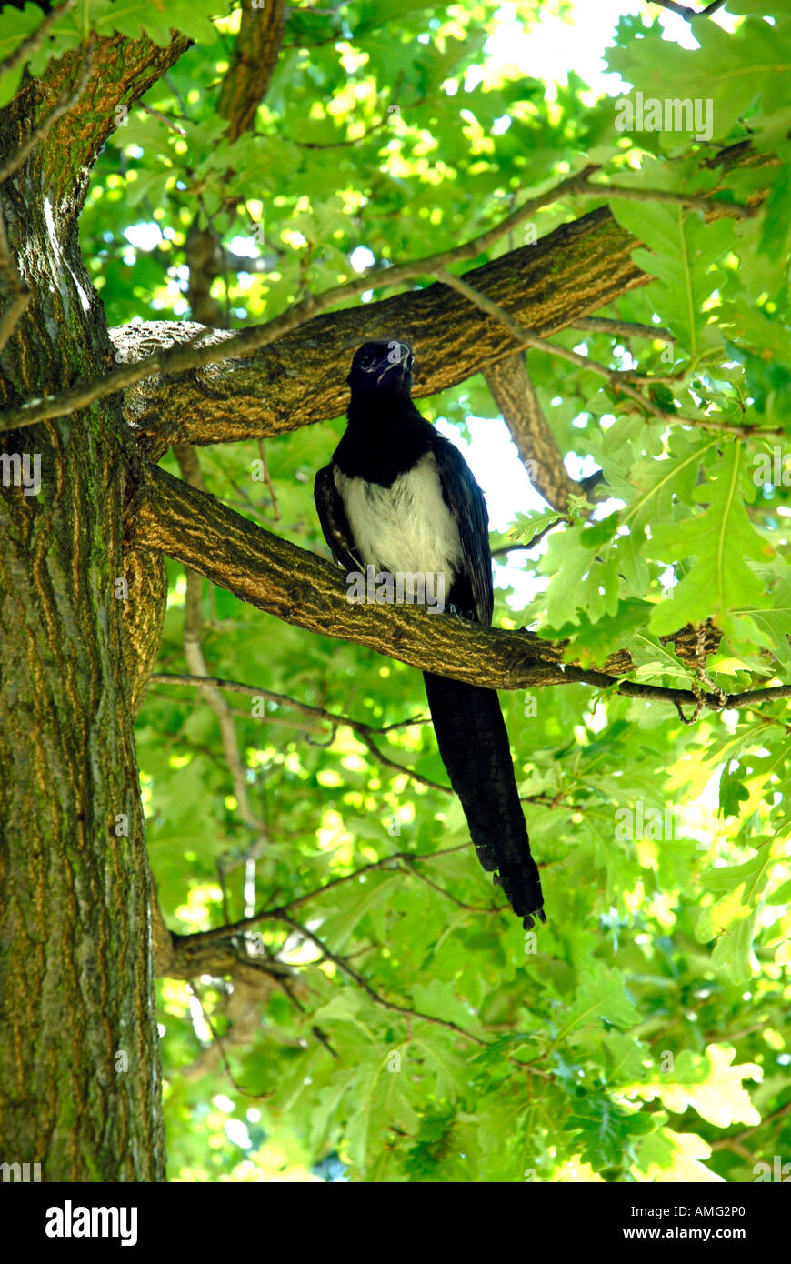 Magpie in a tree Stock Photo - Alamy
