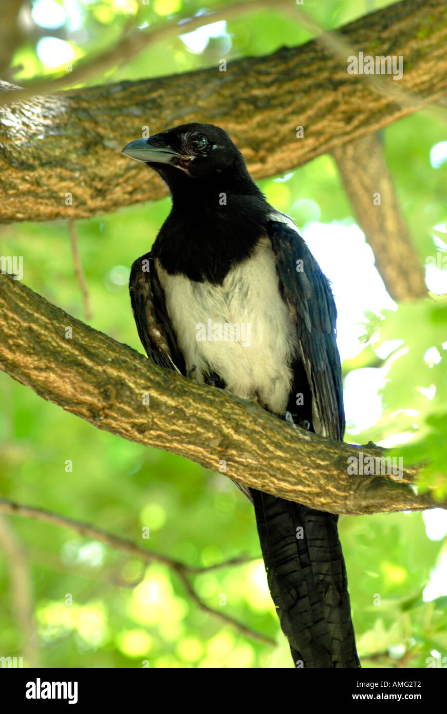Magpie in a tree Stock Photo - Alamy