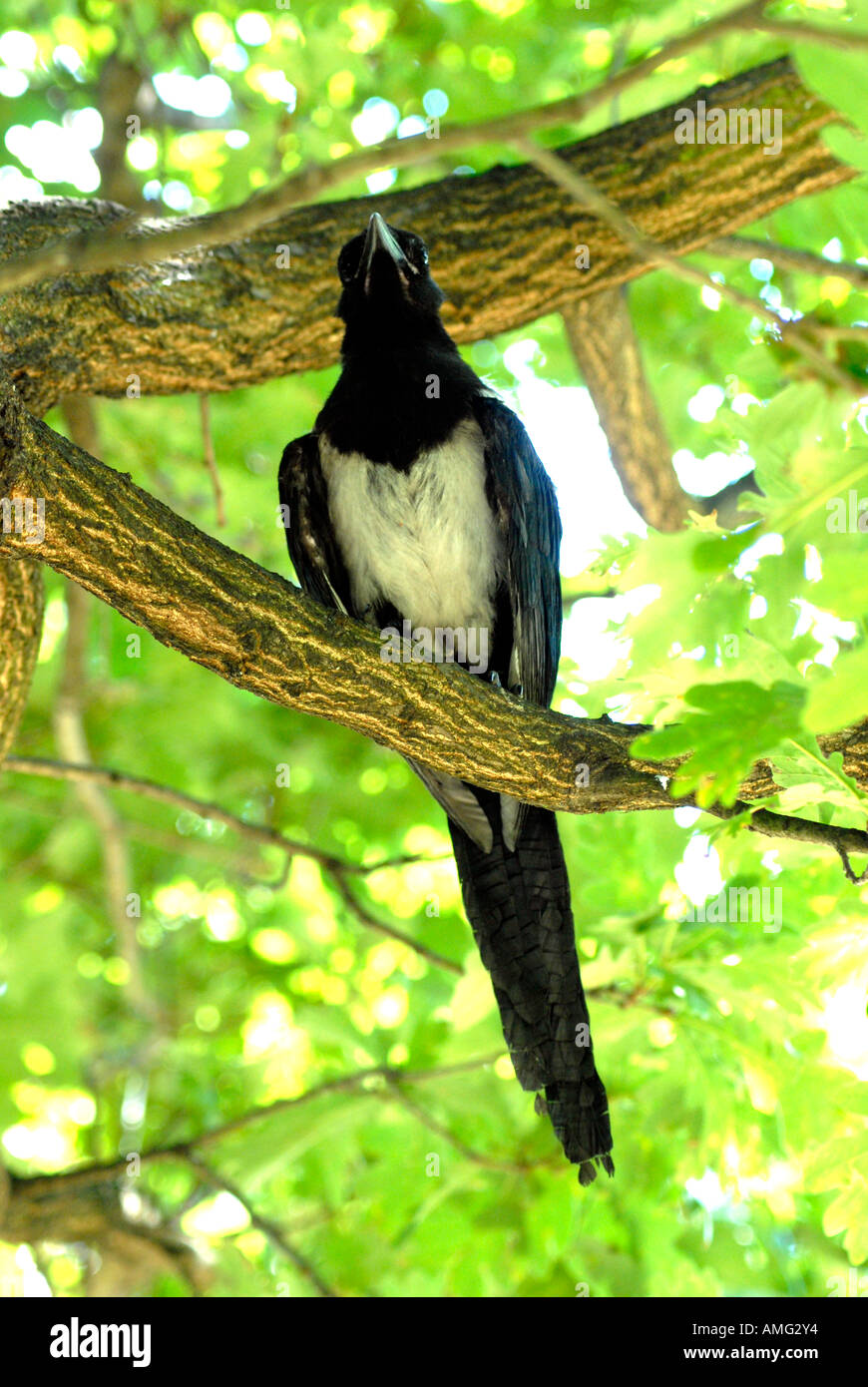 Magpie in a tree Stock Photo - Alamy