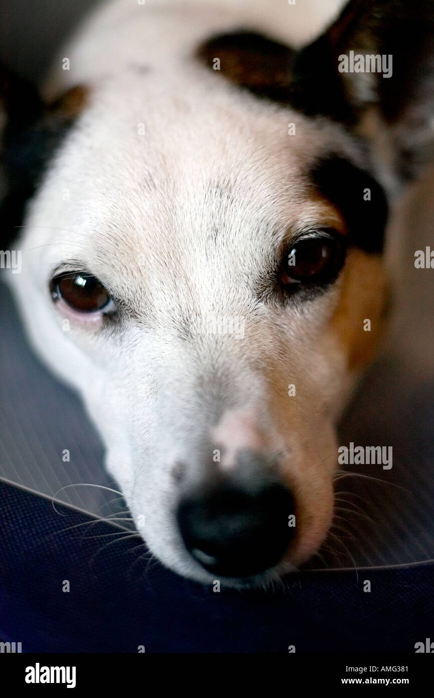 sad jack russell dog with cone on head to stop it licking wound after ...
