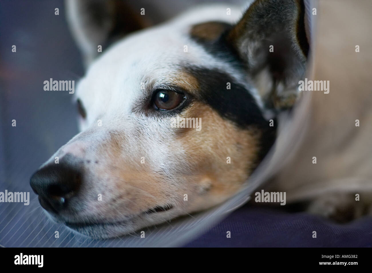sad jack russell dog with cone on head to stop it licking wound after ...