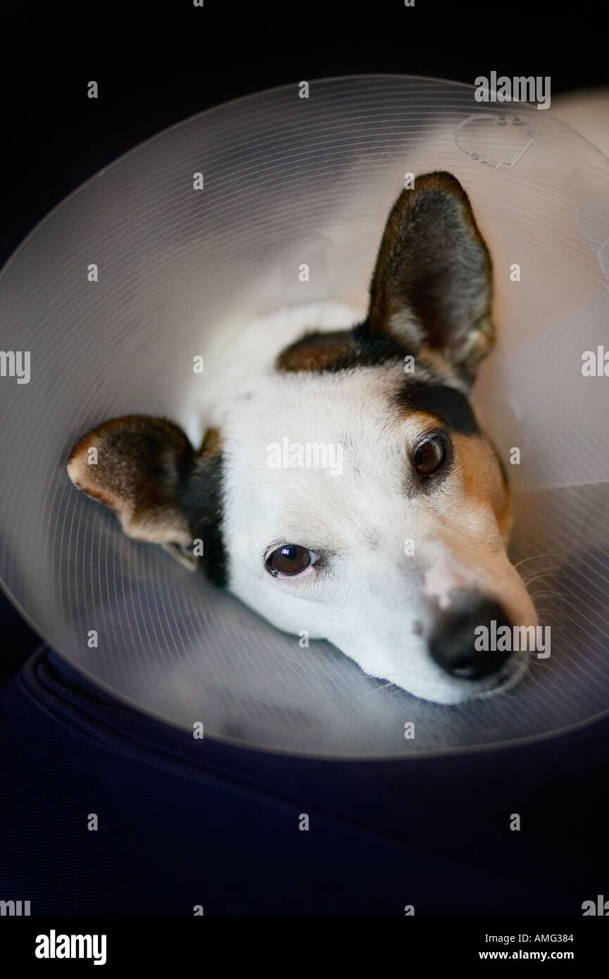 sad jack russell dog with cone on head to stop it licking wound after ...