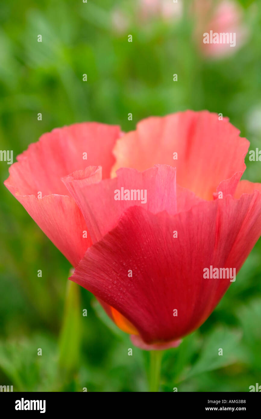 Mission bells eschscholzia hi-res stock photography and images - Alamy