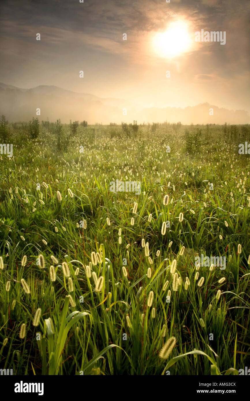 A warm summer sunrise in Cades Cove, Tennessee Stock Photo - Alamy