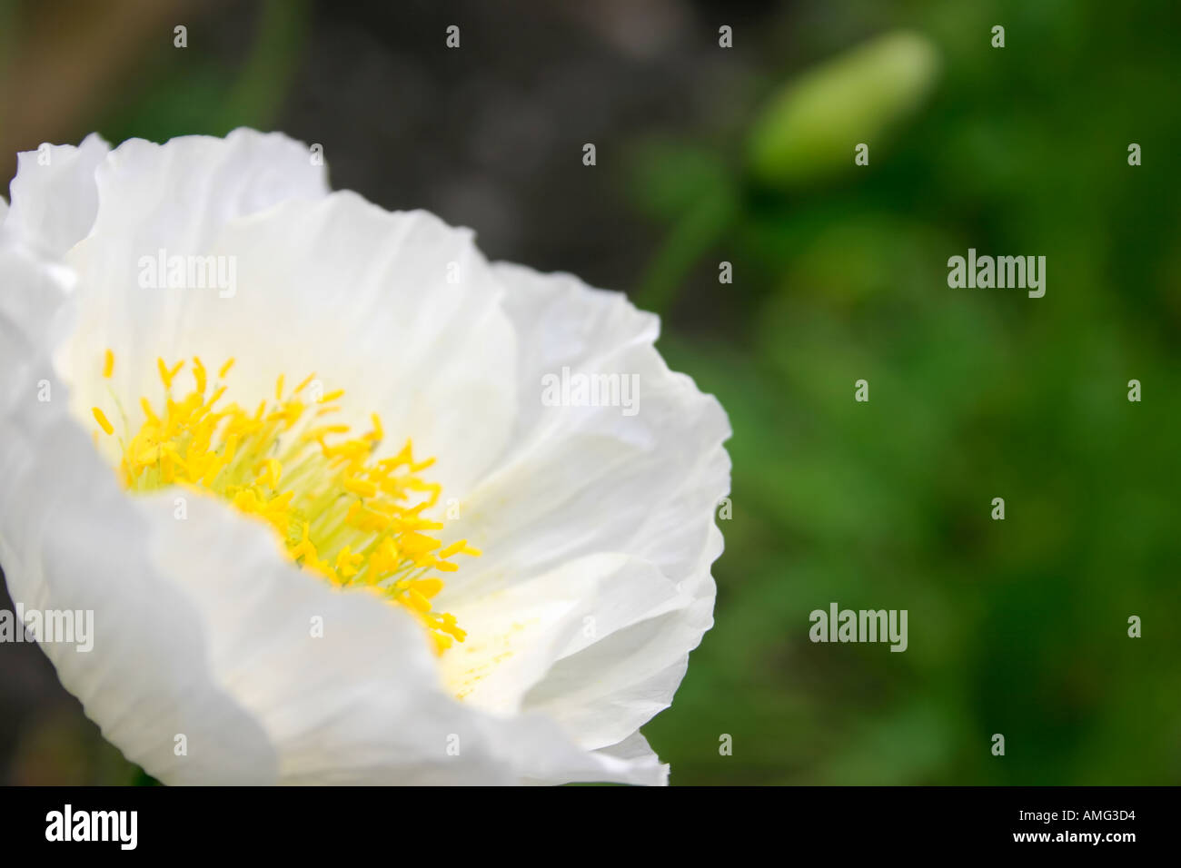 Poppy ballerina hi-res stock photography and images - Alamy