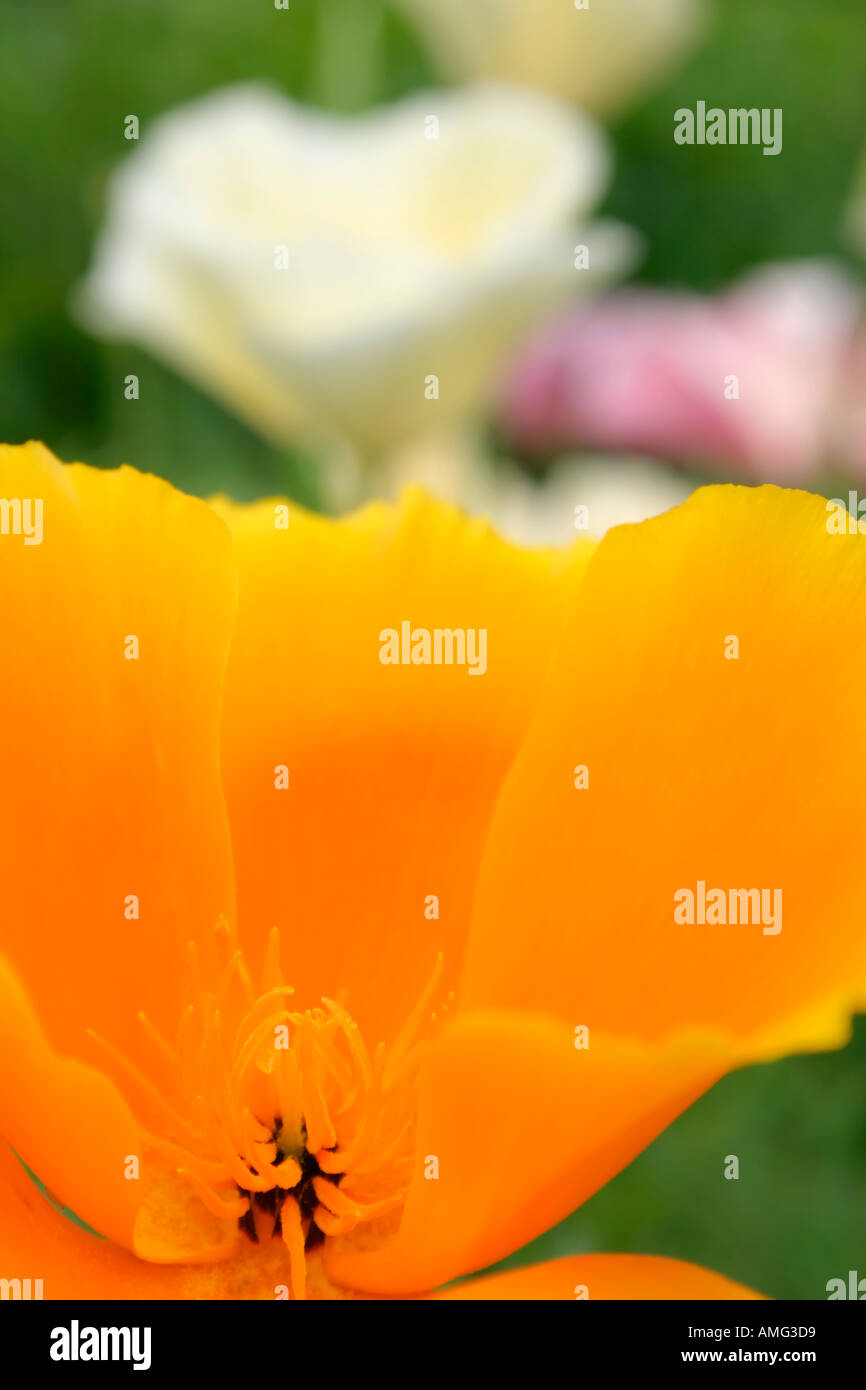 Flowers of orange Californian poppy or Eschscholzia Mission Bells ...