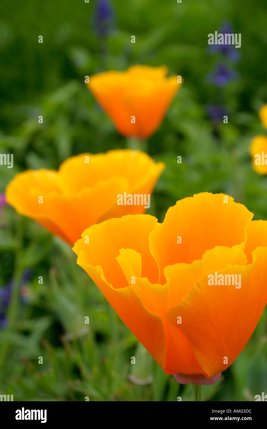 Flowers of orange Californian Poppy or Eschscholzia Mission Bells ...