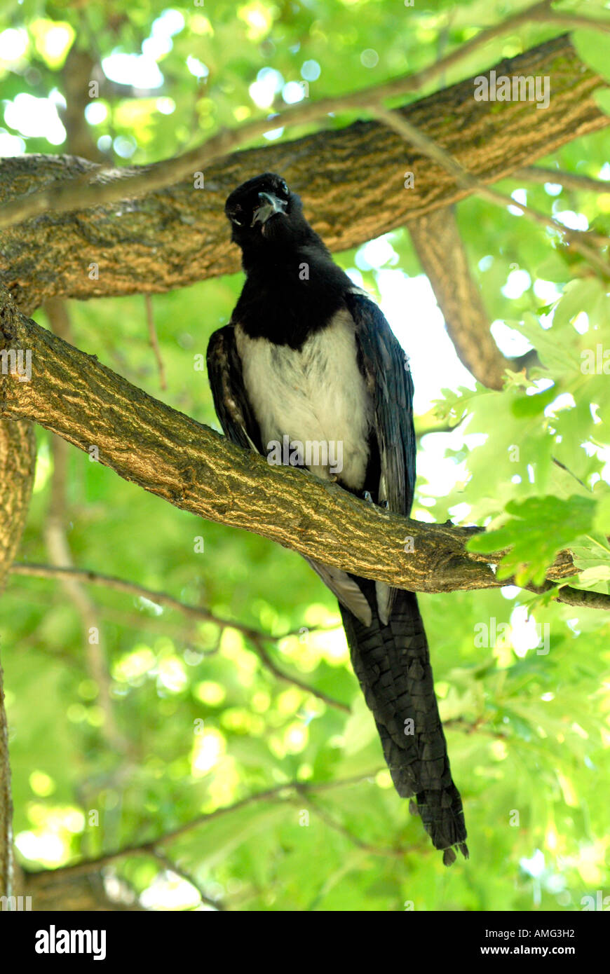 Magpie in a tree Stock Photo - Alamy