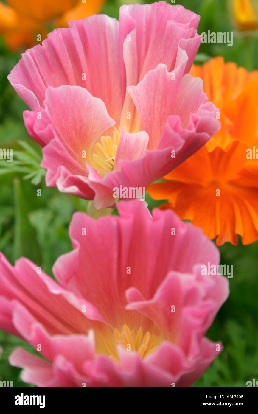 Mission bells eschscholzia hi-res stock photography and images - Alamy