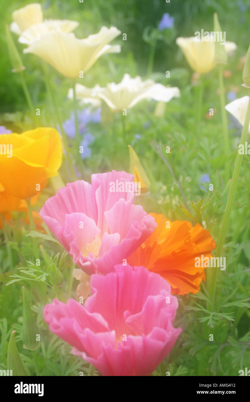 Flowers of Californian poppy or Eschscholzia Mission Bells annual ...