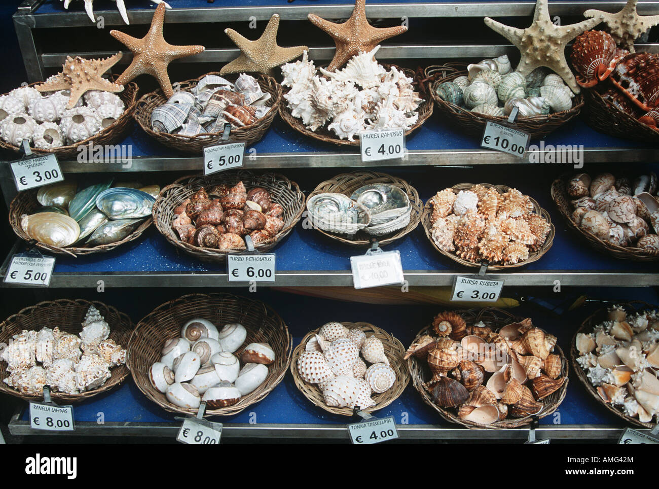 Shells for sale on shelves outside a gift shop, Venice, Italy Stock ...